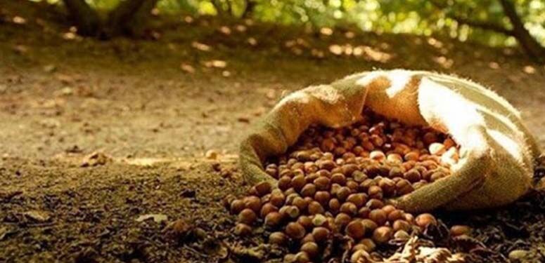 Piraziz Balçıklı Köyü'nde Üzerinde Yapı Bulunan Ve Fındık Bahçesi ...