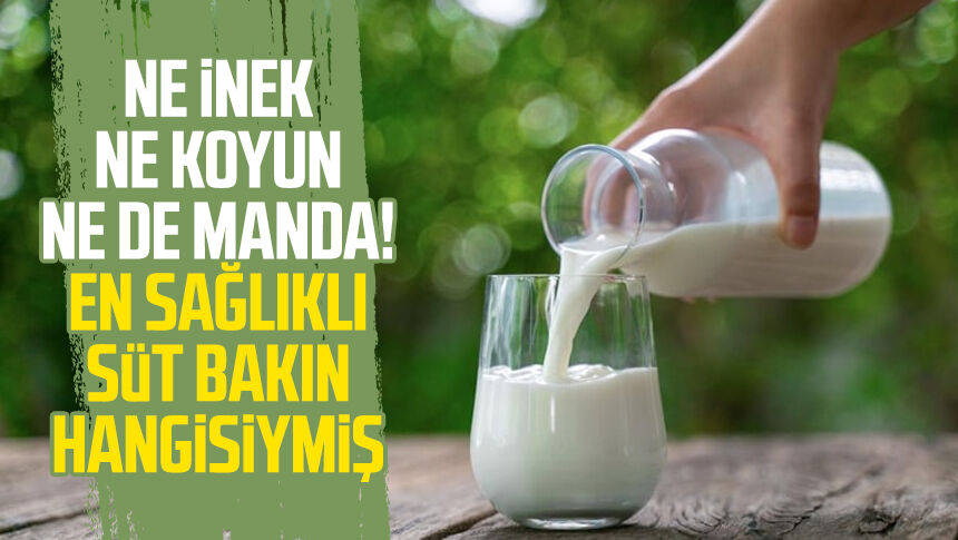 Ne inek ne koyun ne de manda! En sağlıklı süt bakın hangisiymiş ...
